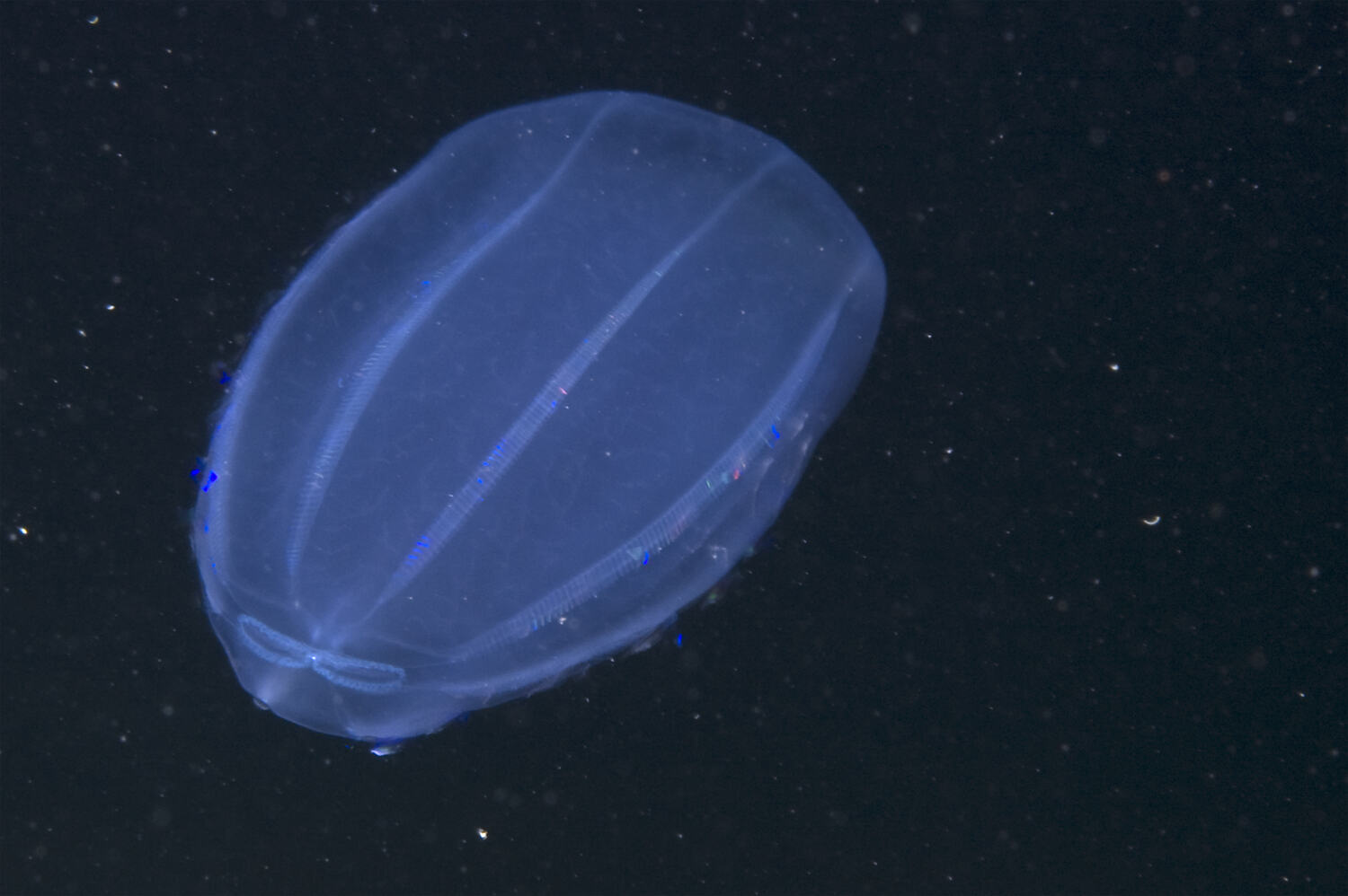 Beroe cucumis Fabricius, 1780, Comb Jelly