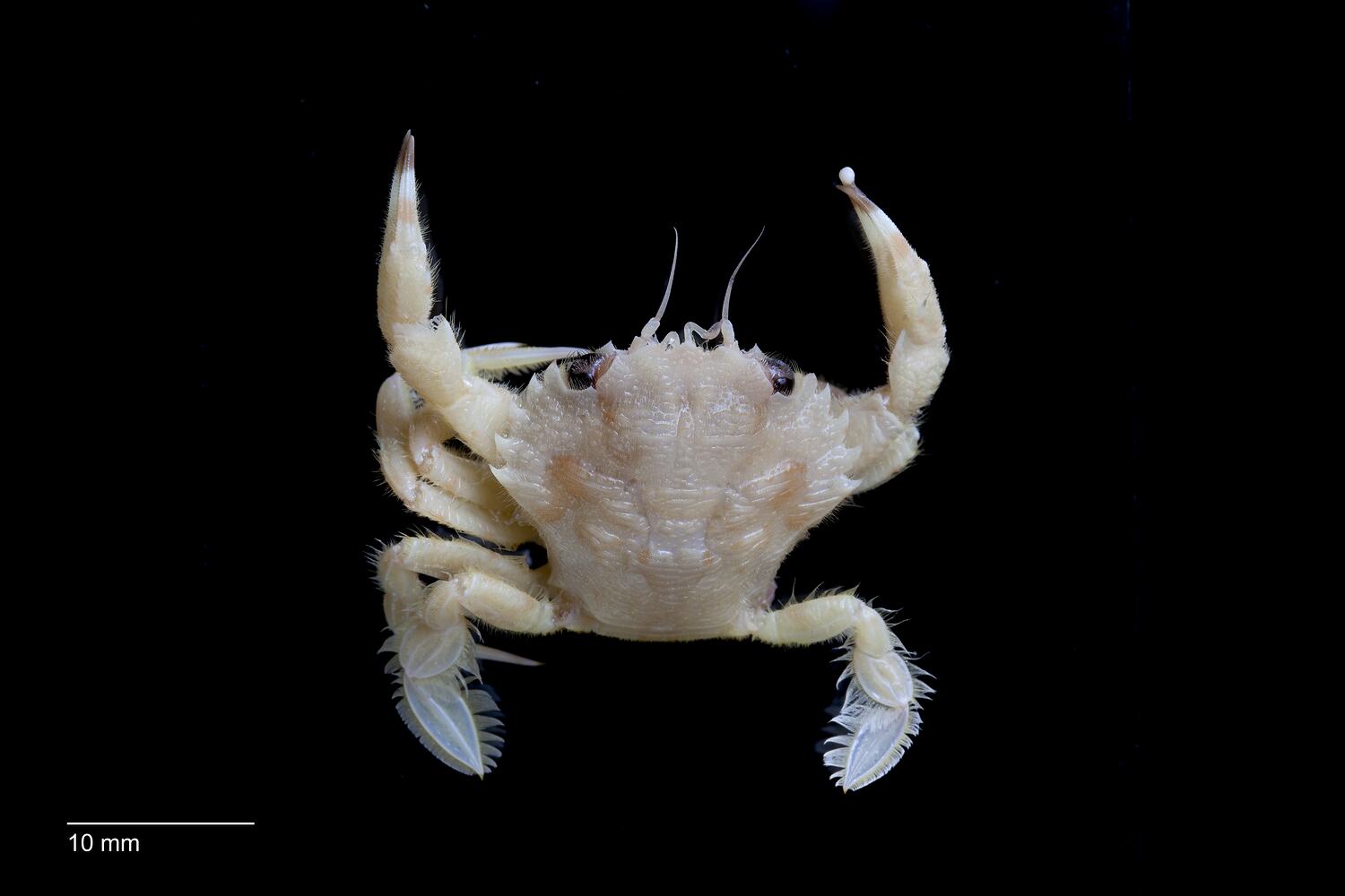 Liocarcinus corrugatus (Pennant, 1777)