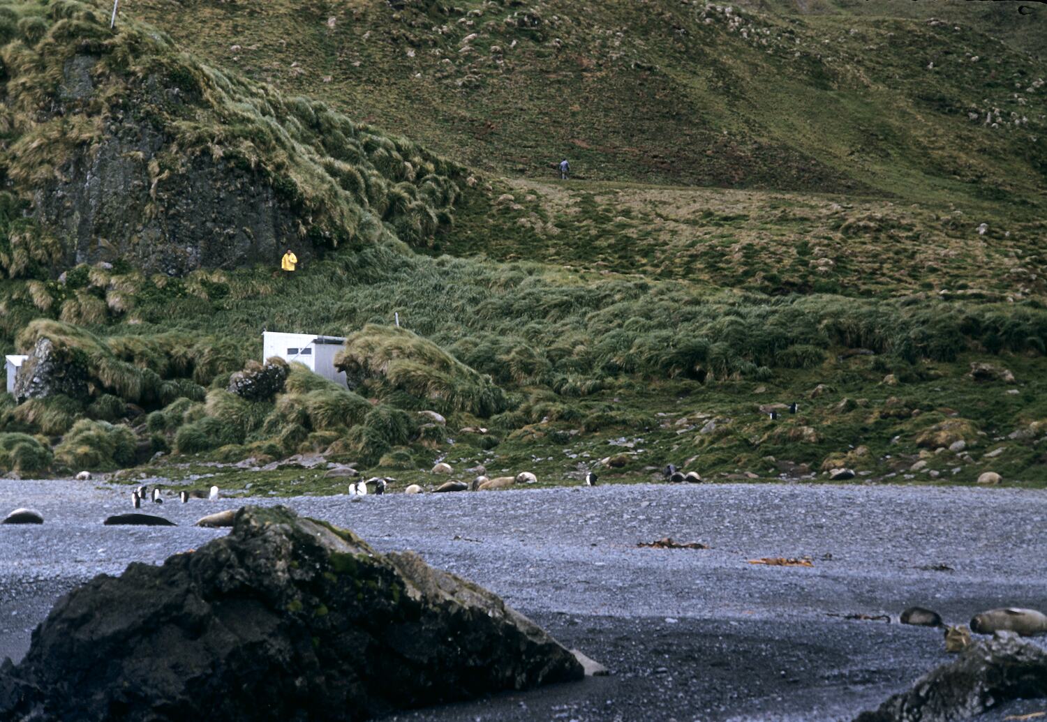 Slide - Green Gorge General View, Macquarie Island, Tasmania, Dec 1959