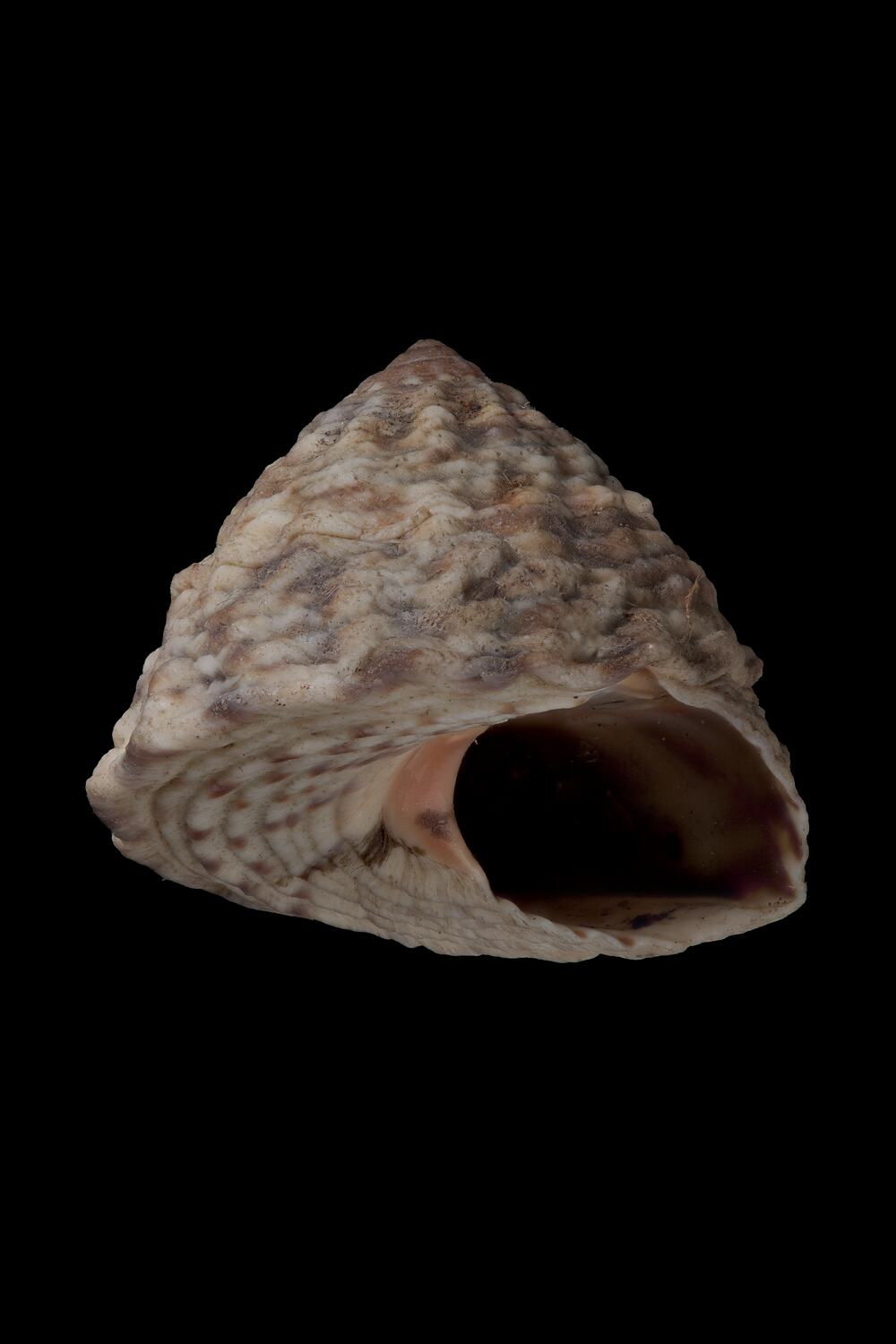 Bembicium auratum (Quoy & Gaimard, 1834)