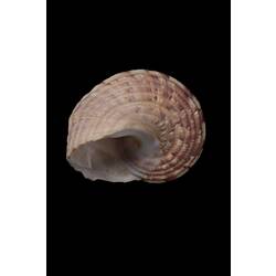 Turbo (Euninella) gruneri Philippi, 1846