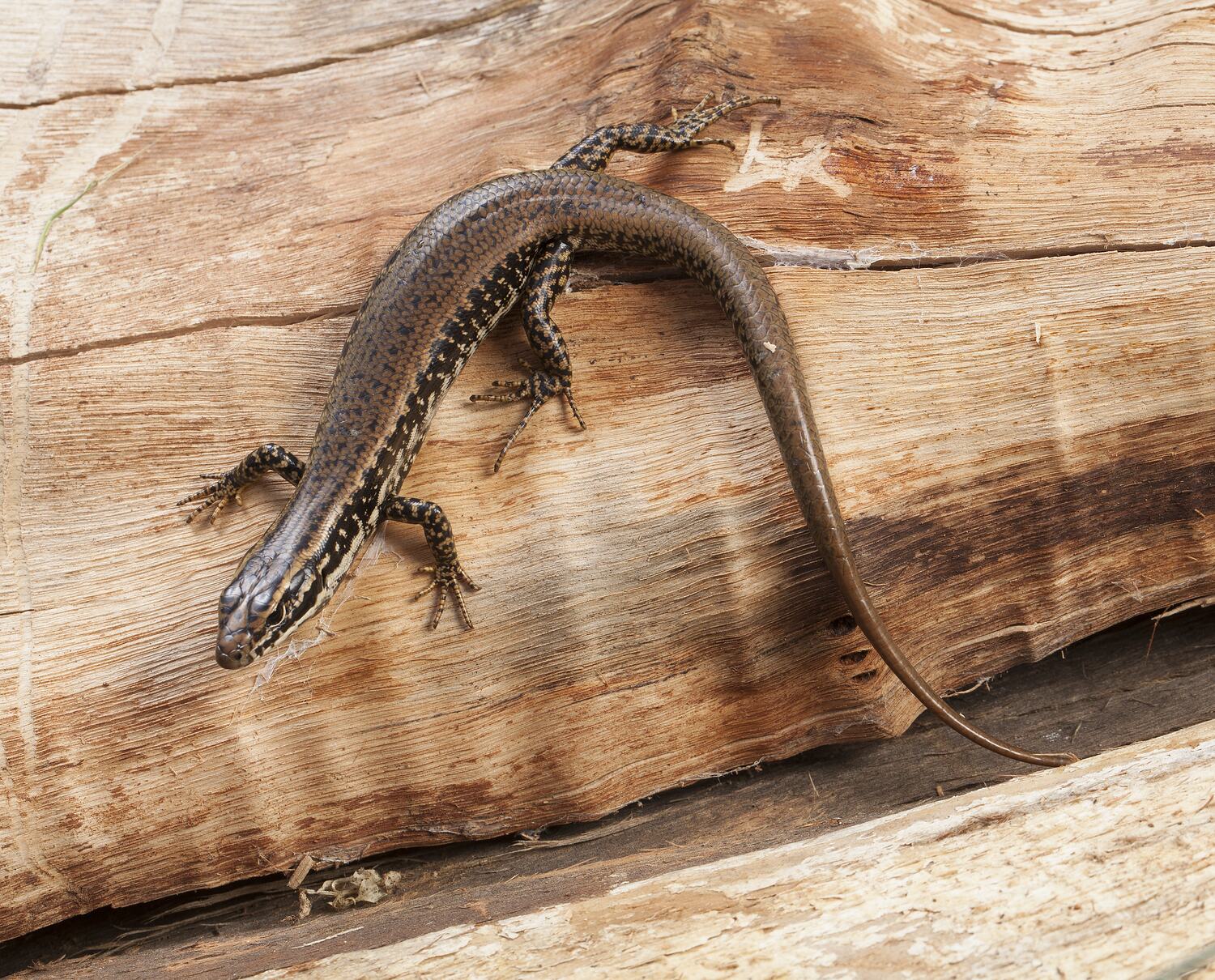 Eulamprus heatwolei Wells & Wellington, 1985, Yellow-bellied Water-skink