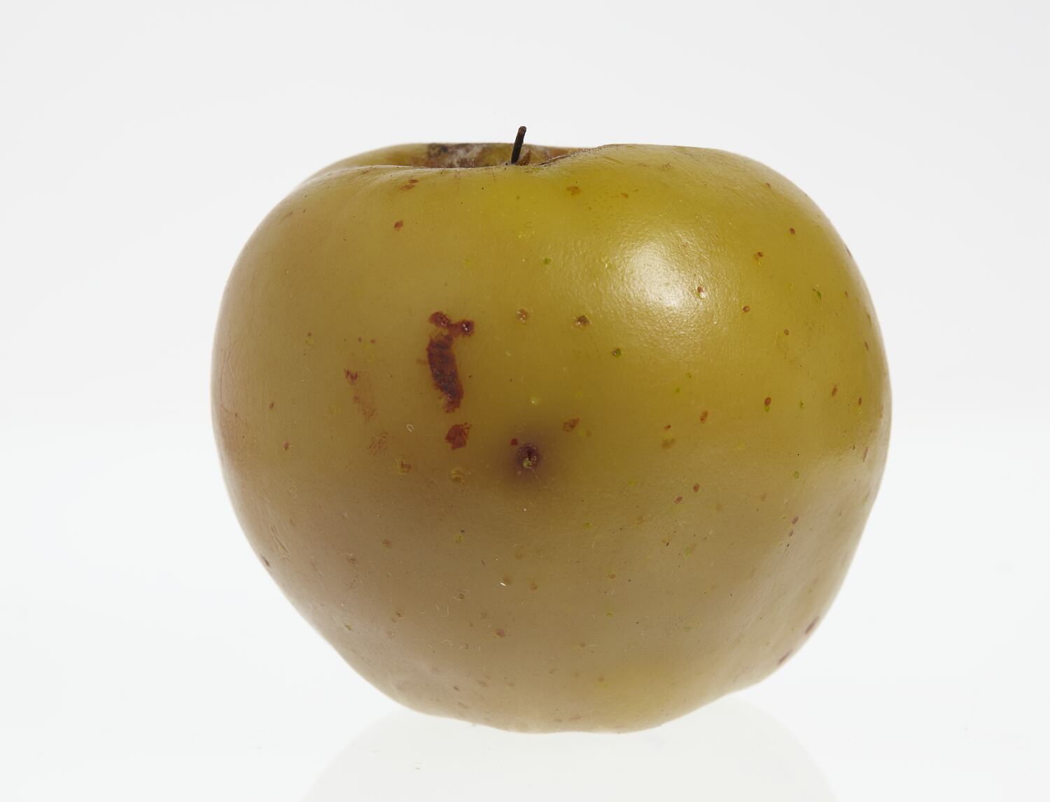 Apple Model - Huntingdon Codlin, Burnley, 1885