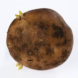 Potato Model - Treatment Against Potato Sprouting Hormone Inhibition, 1949