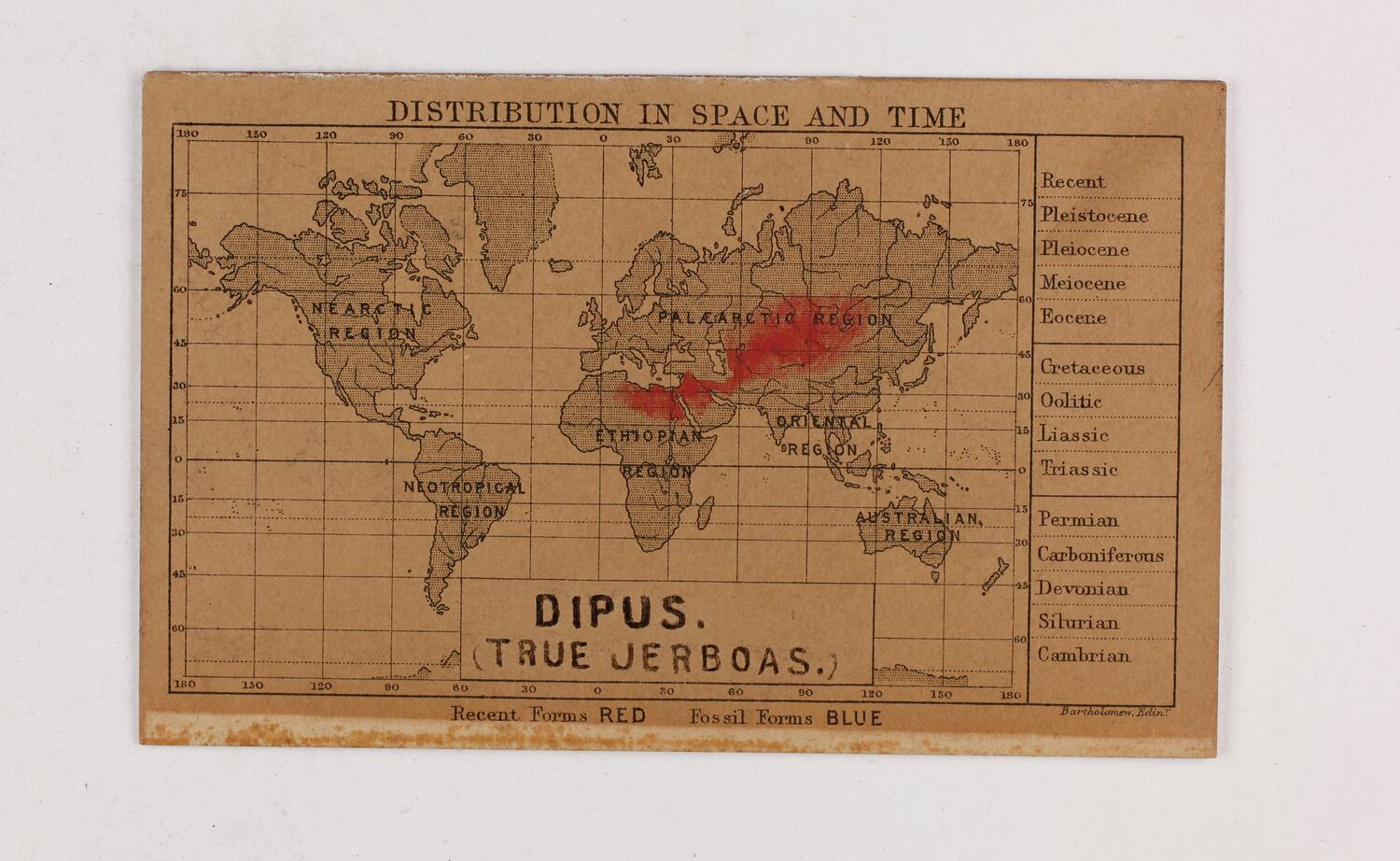 Exhibition Label - Species Distribution in Space & Time, Dipus ...