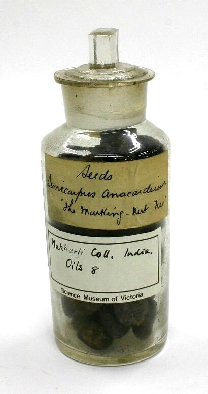 Seed Sample - Semecarpus anacardium, 'Marking-nut tree', India, 1887