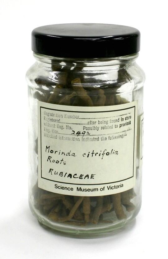 Root - Morinda citrifolia, India, 1880s