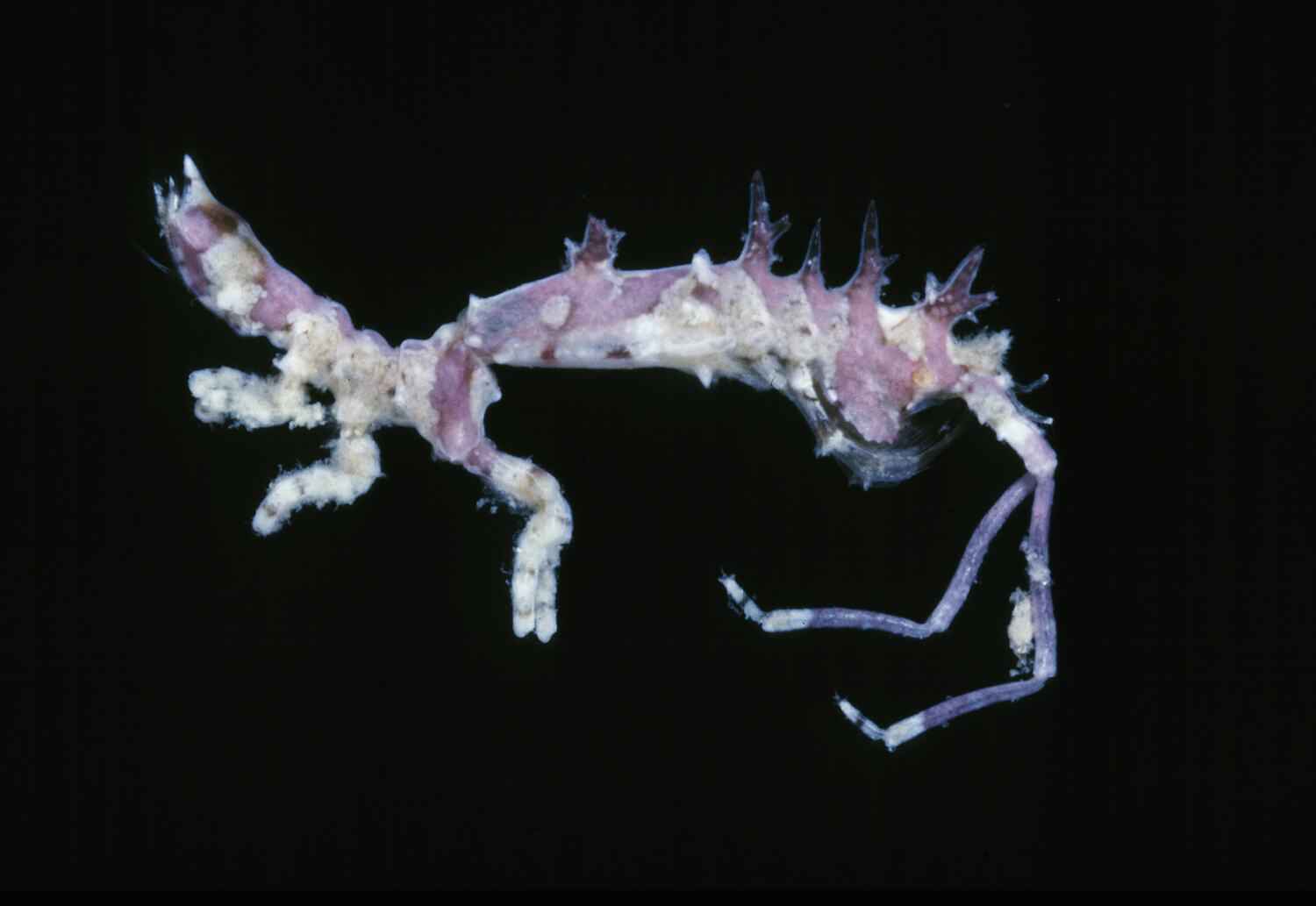 Valvifera Sars, 1882, isopod