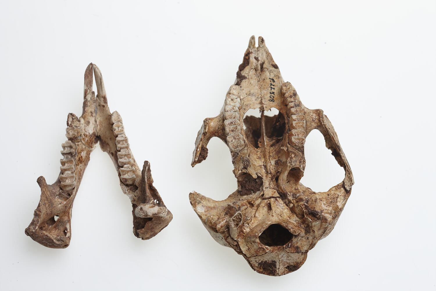 Simosthenurus gilli (Merrilees, 1965)