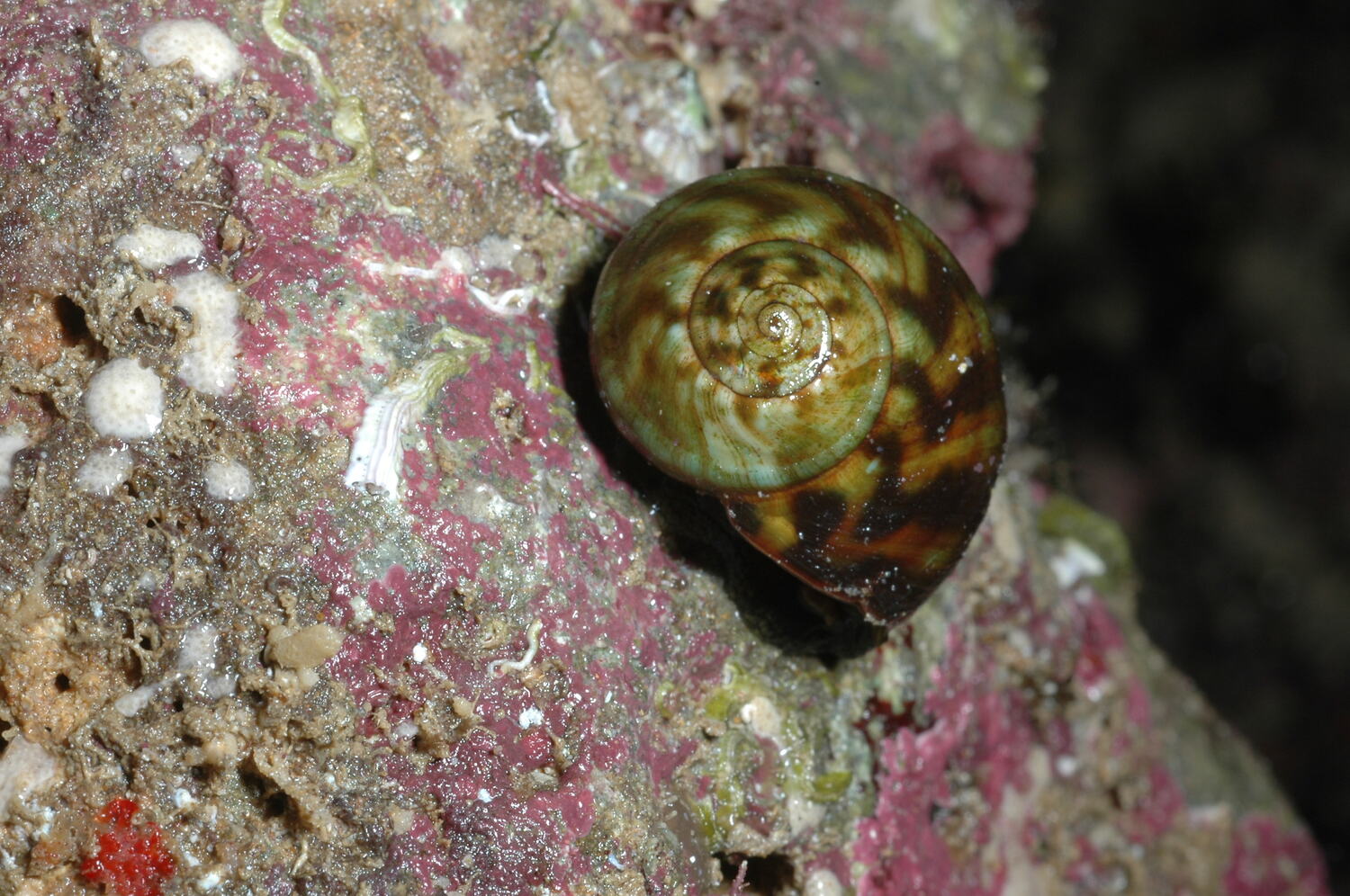 Turbo (Subninella) undulatus Lightfoot, 1786, Turban Shell