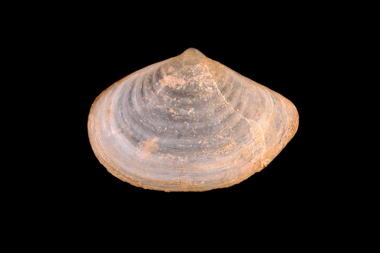 Raeta (Raetella) pulchella (Adams & Reeve, 1850), Bivalve Mollusc