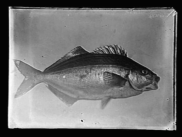 Glass Negative - Fish Specimen, by A.J. Campbell, Melbourne, Victoria, 1930