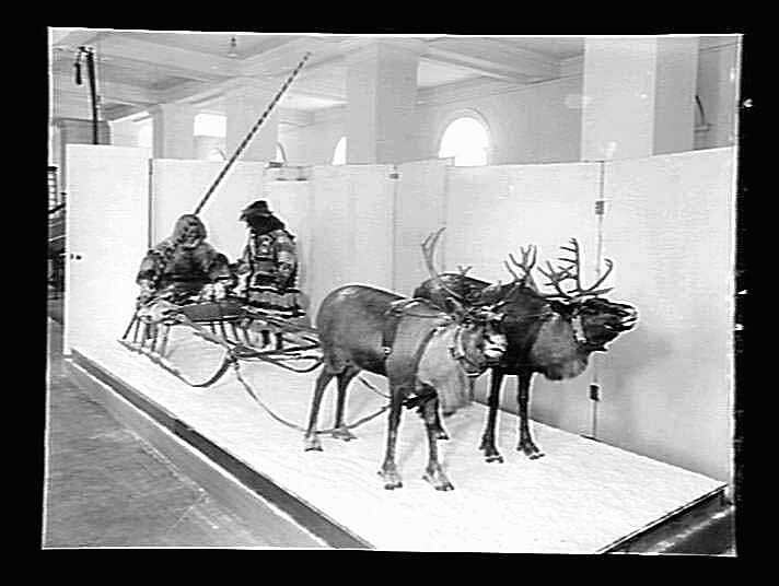 Glass Negative - Reindeer Sled, by A.J. Campbell, Melbourne, Victoria ...