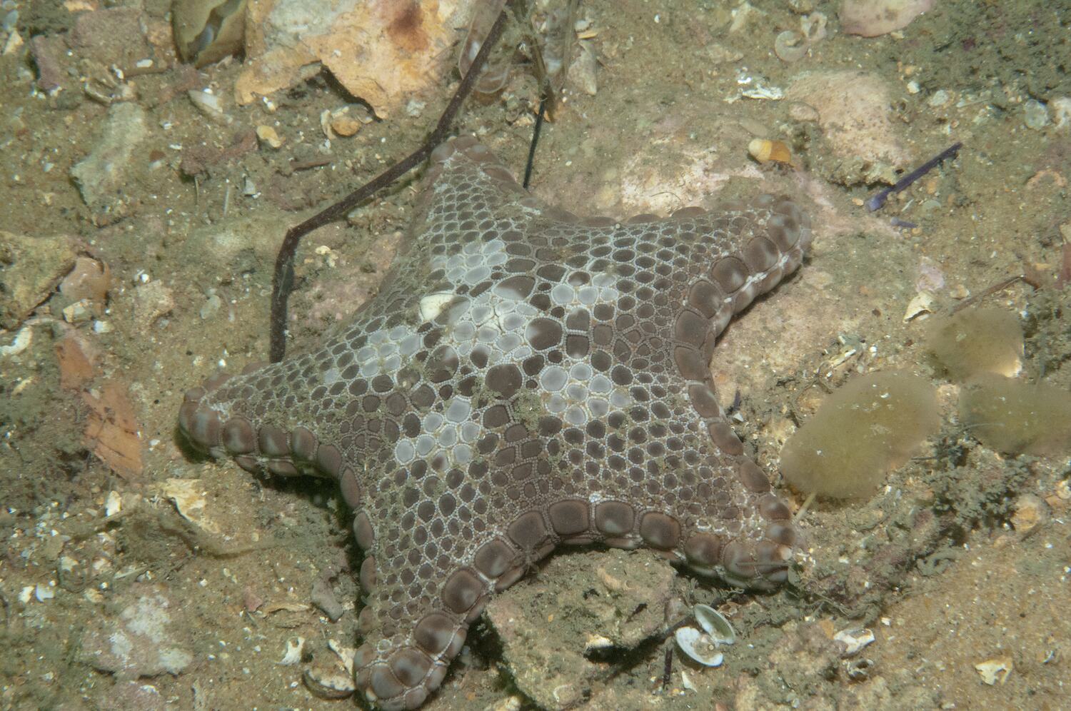 Tosia magnifica (Müller & Troschel, 1842)