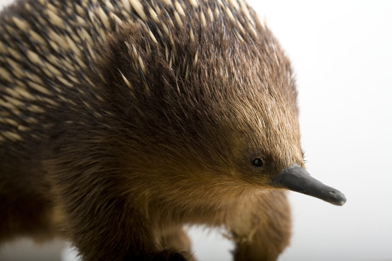 Our Wondrous Planet, Our Wild Family: Taxidermy Mount - Short-beaked ...