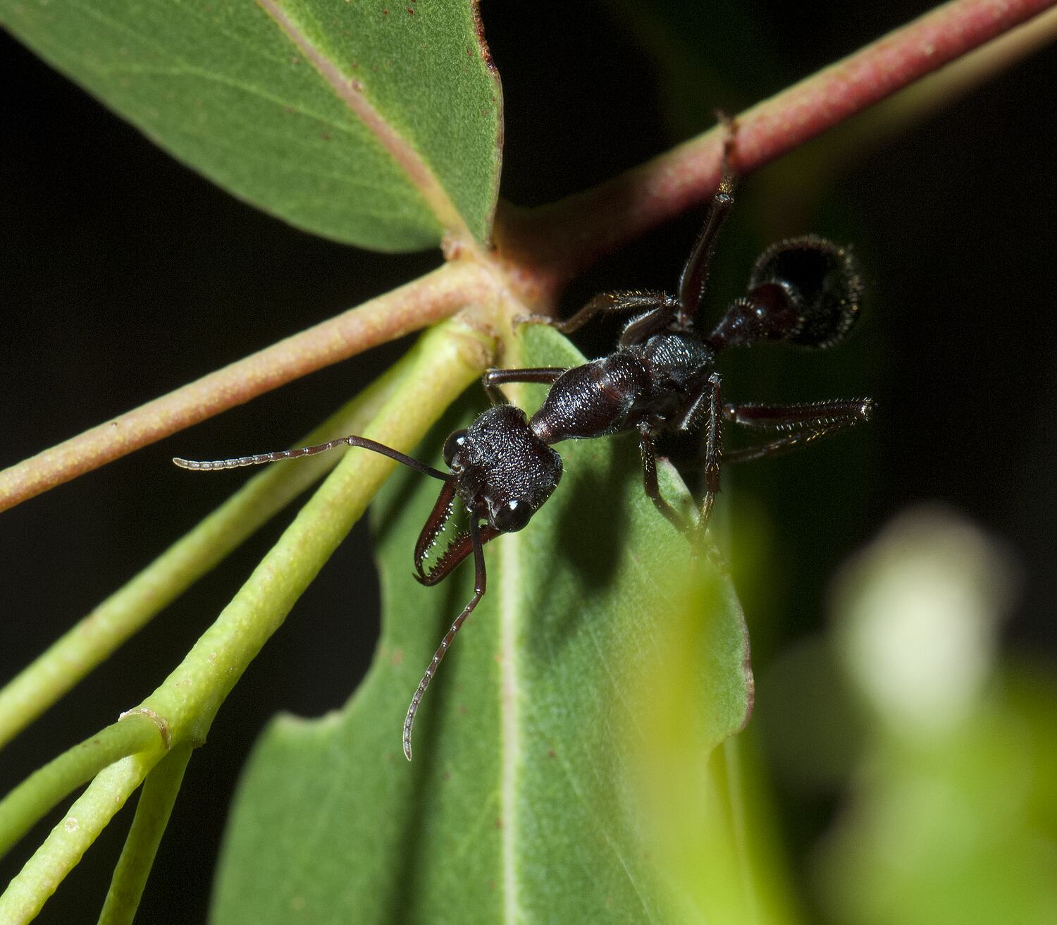 Myrmecia Fabricius, 1804, Bull Ant