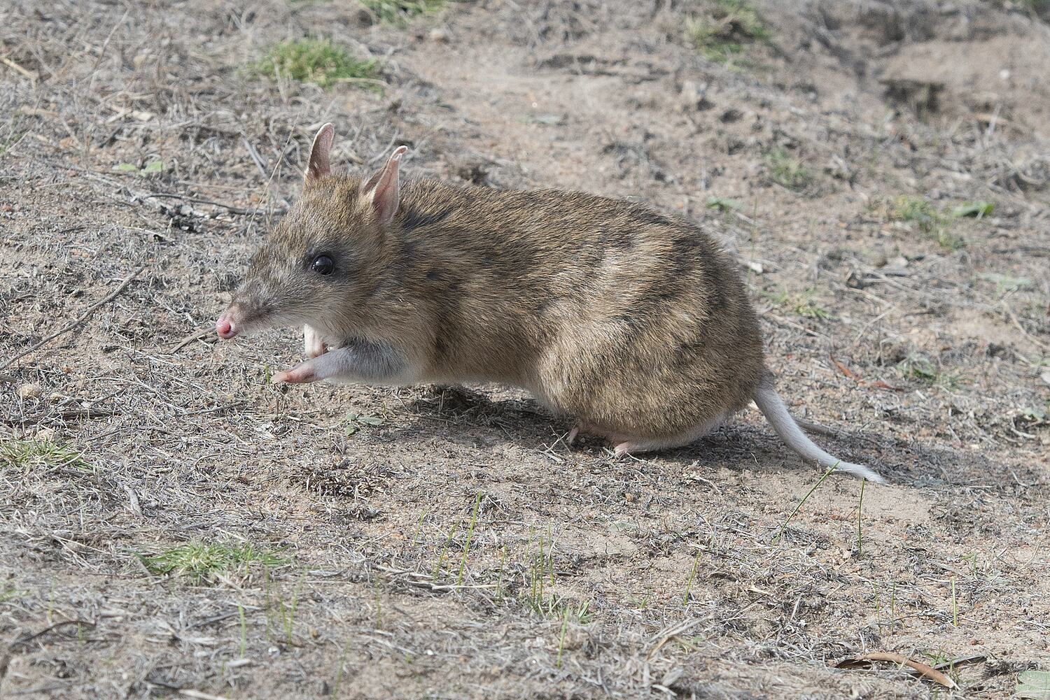Perameles gunnii Gray, 1838, Eastern Barred Bandicoot