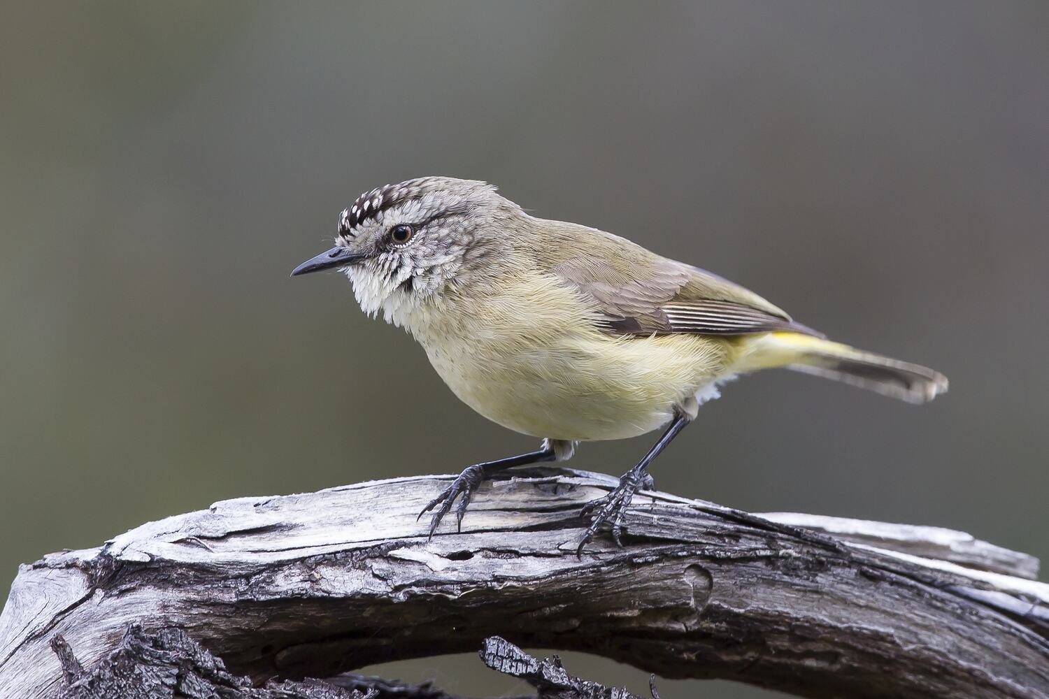 Acanthiza chrysorrhoa, Yellow-rumped Thornbill