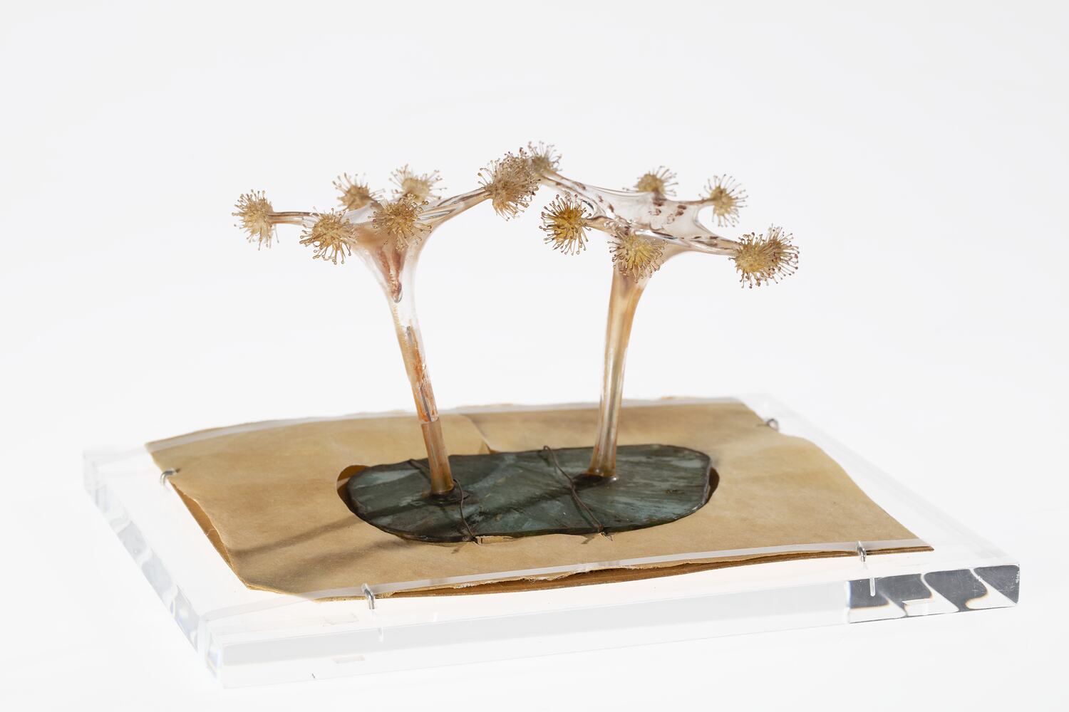 Blaschka Glass Model - Stalked Jellyfish, Lucernaria quadricornis ...