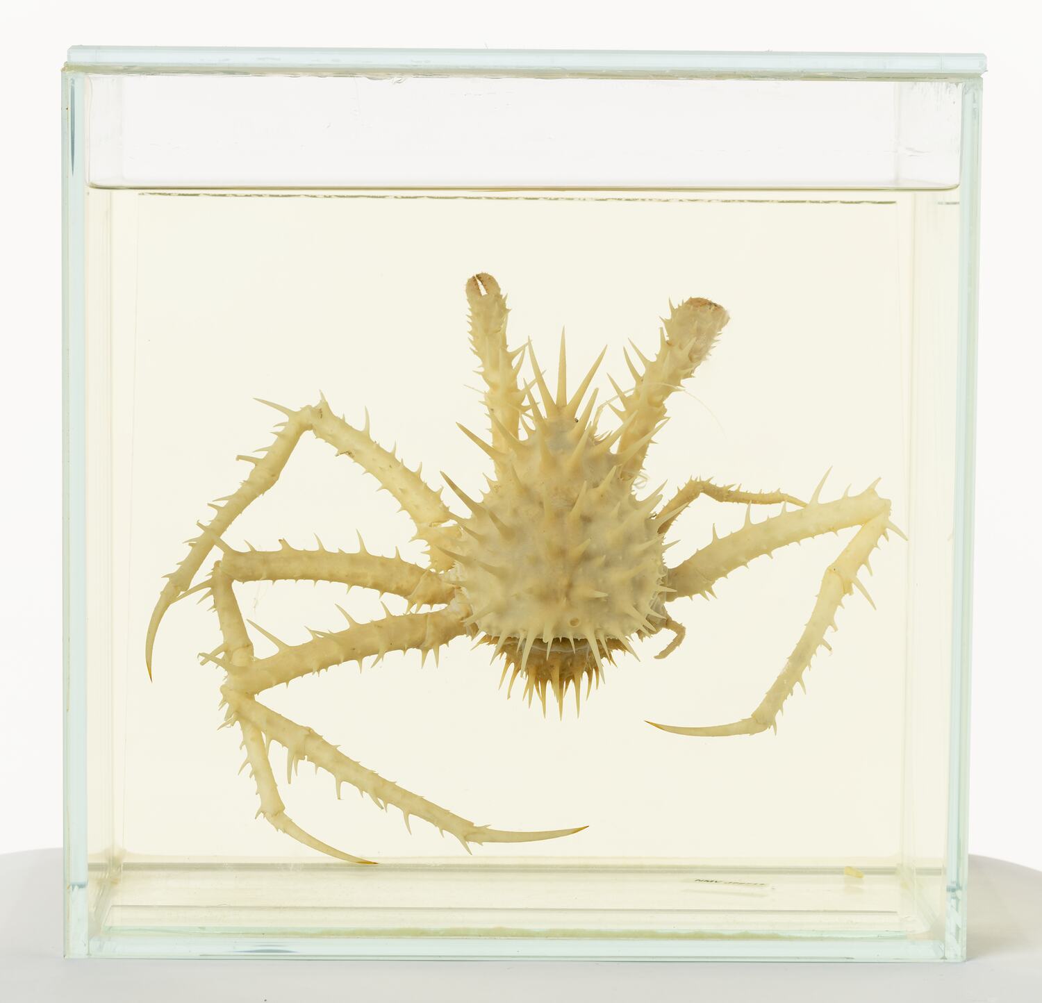 Red King Crab Anatomy