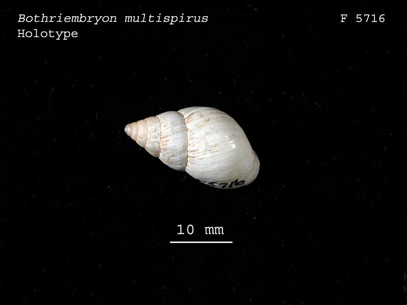 Bothriembryon multispirus Macpherson, 1951