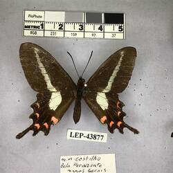 Mimoides lysithous (Boisduval, 1821)