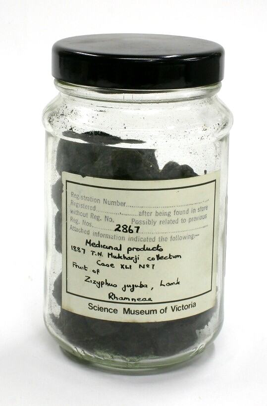 Fruit - Zizyphus jujuba, India, 1880s