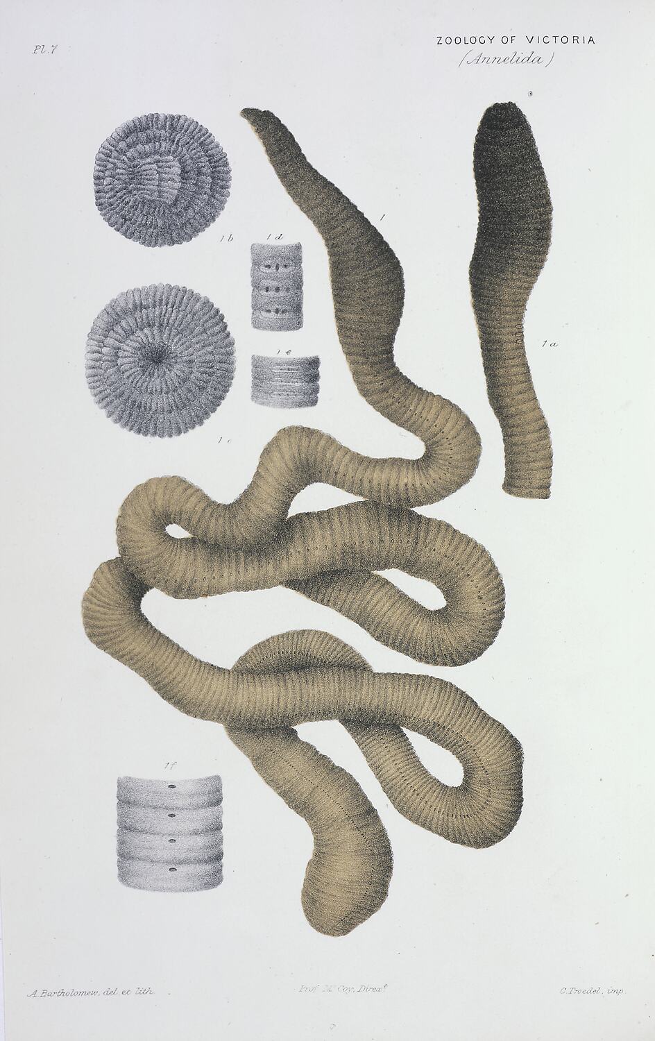 Lithographic colour proof - The Giant Earth-worm, Megascolides ...
