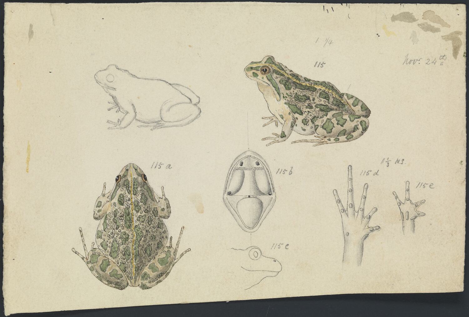 Watercolour and pencil illustration - Lymnodynastes tasmaniensis, The ...