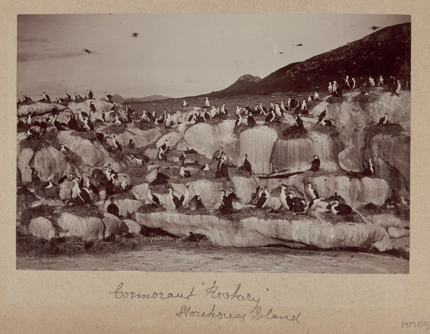 Photograph - Cormorant Rookery, Storehouse Island, Bass Strait, 1893