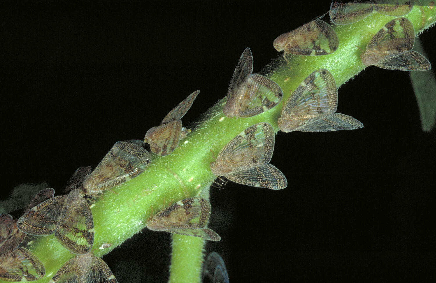 Scolypopa australis (Walker, 1851), Passionvine Hopper