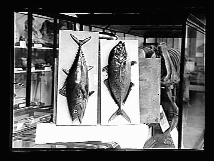 Glass Negative - Fish Exhibition Display, by A.J. Campbell, Melbourne ...