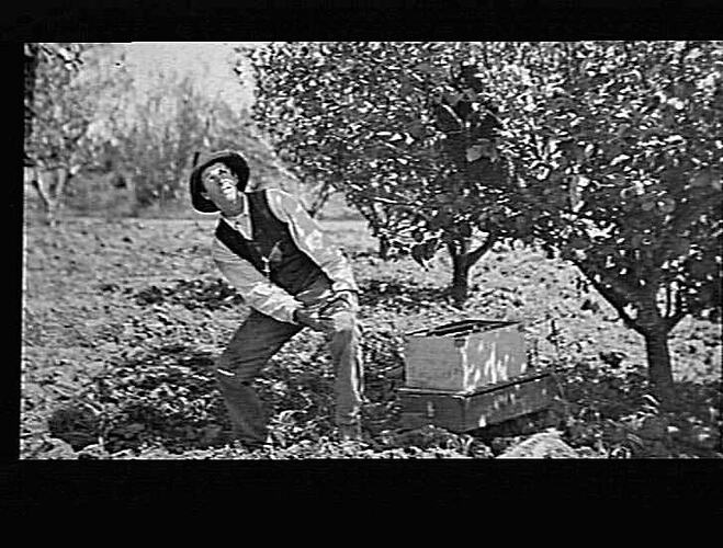 Negative - by Lilian L. Pitts, Merrigum, Victoria, circa 1910