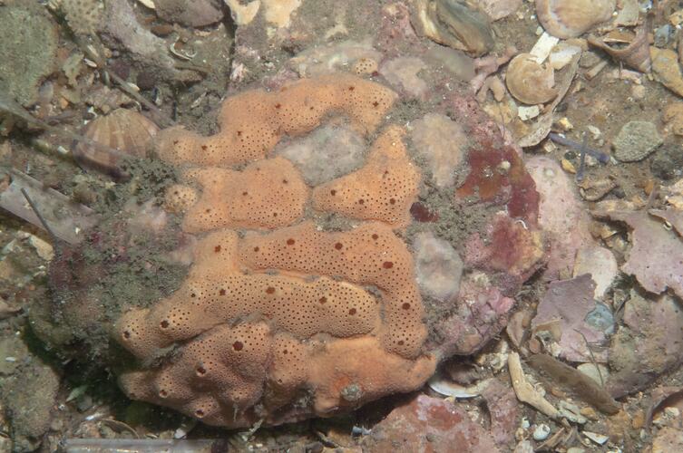 Ascidiacea Blainville, 1824