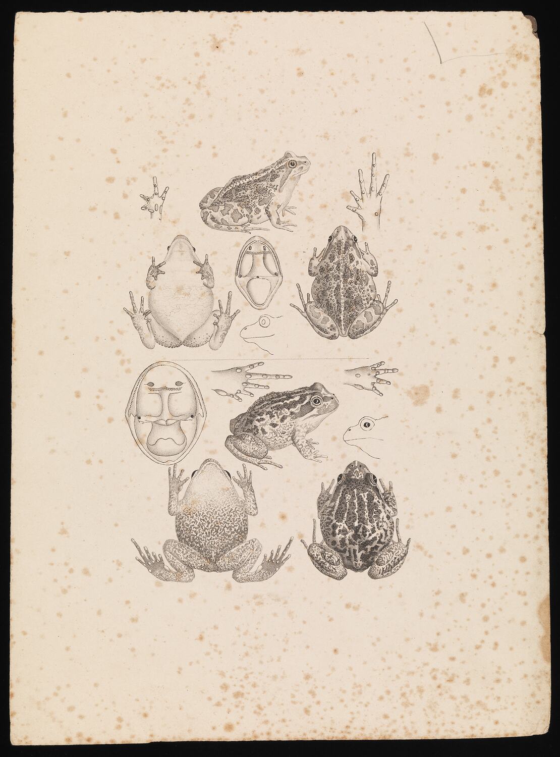 Lithographic single colour proof (black) - Lymnodynastes tasmaniensis ...