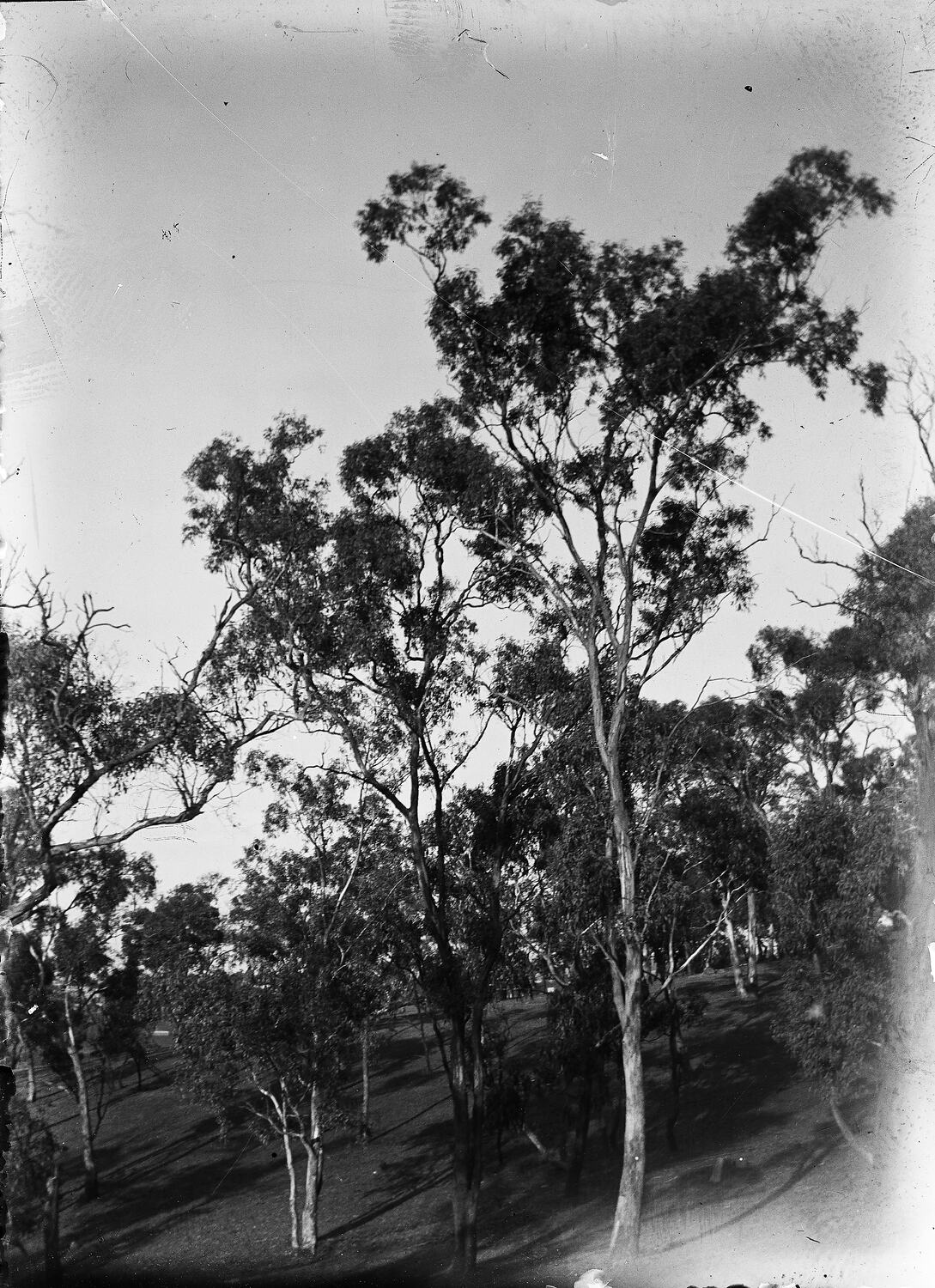 Glass Negative - Trees, circa 1910 - 1930
