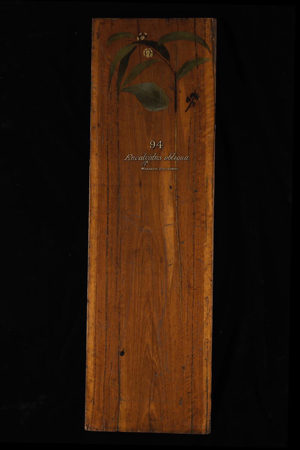 Timber Sample - Messmate Stringybark (Eucalyptus obliqua), Victoria, 1885