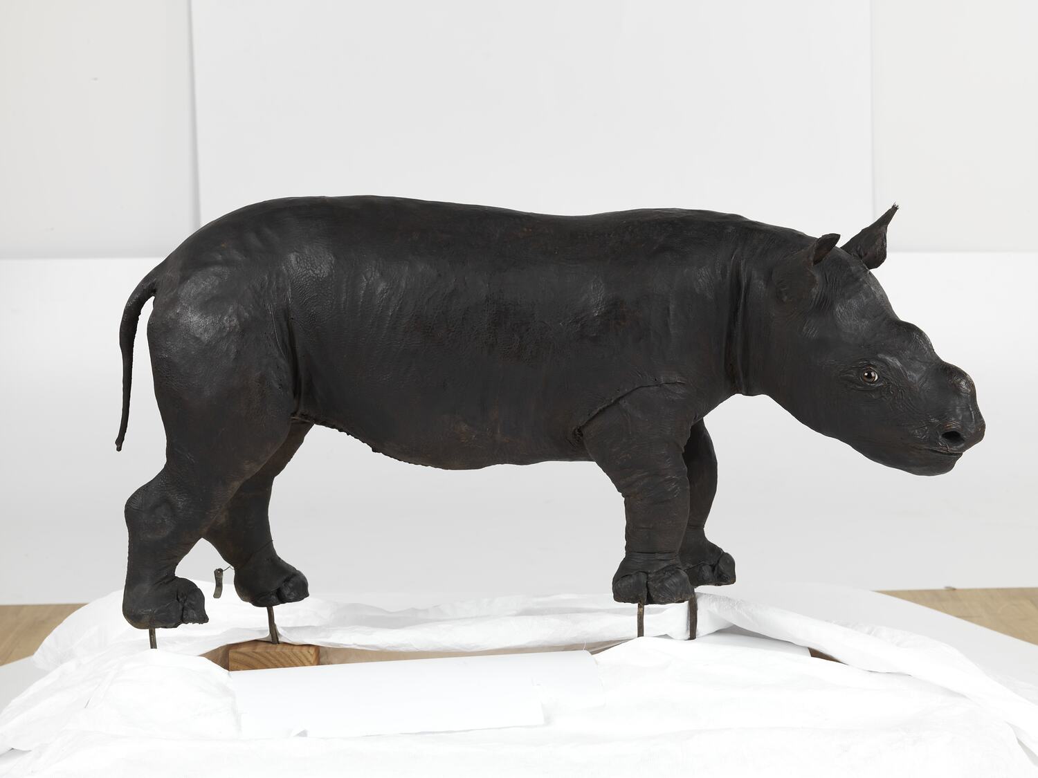 Taxidermy Mount - Black Rhinoceros, Diceros bicornis