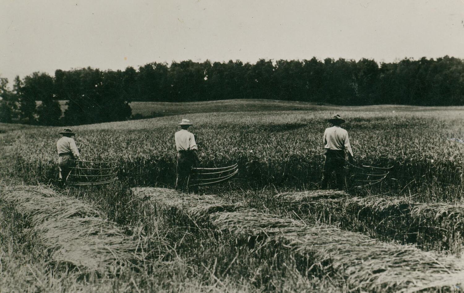 Photograph - Reaping a Harvest with Hand Sythes, circa 1890