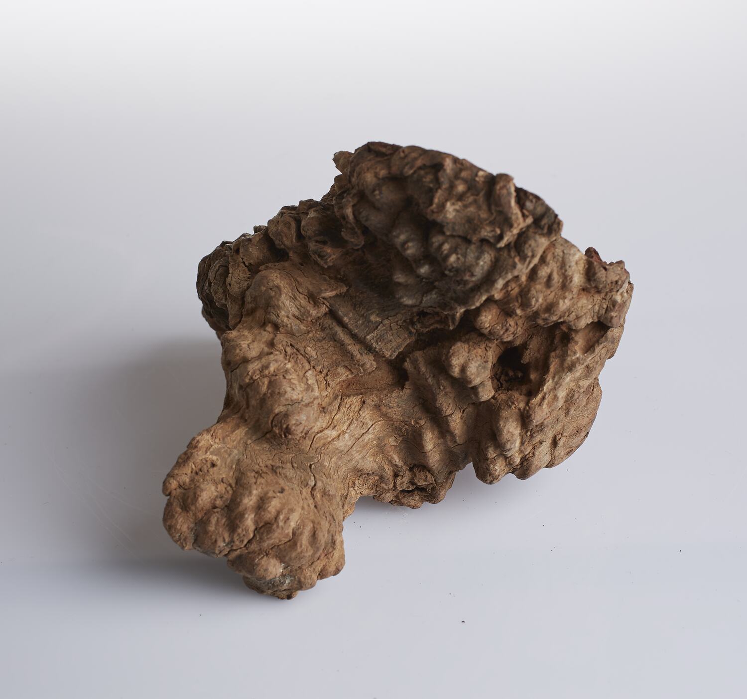 Icon - Mallee Root, Women on Farms Gathering, Swan Hill, 1995