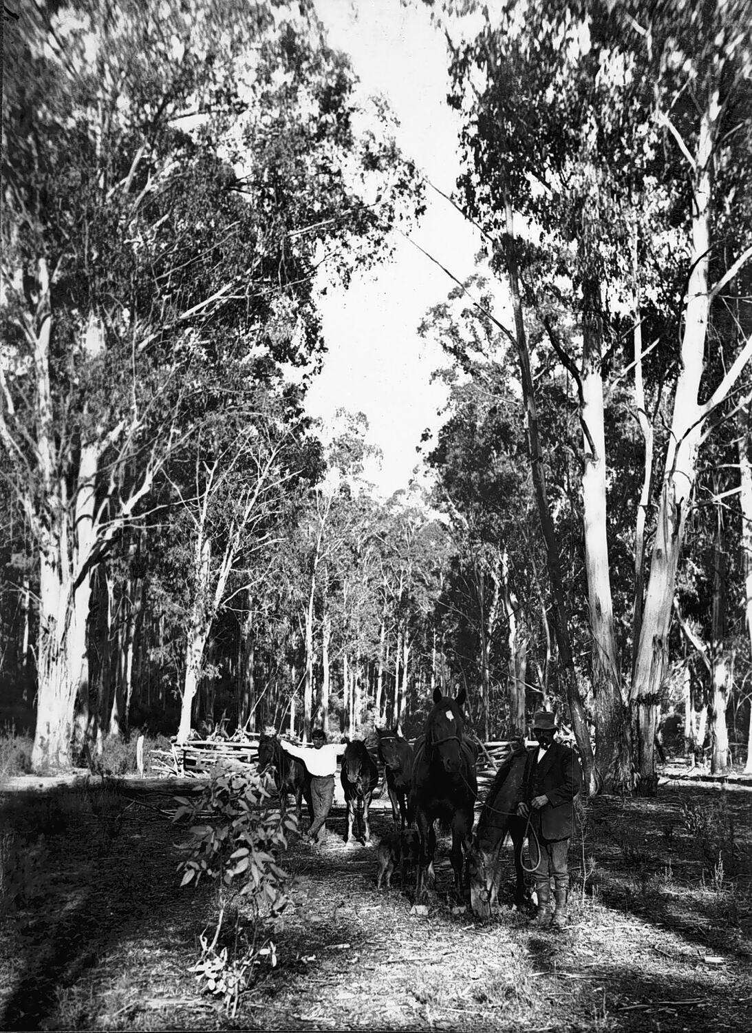 Negative - Howqua River, Victoria, 1915