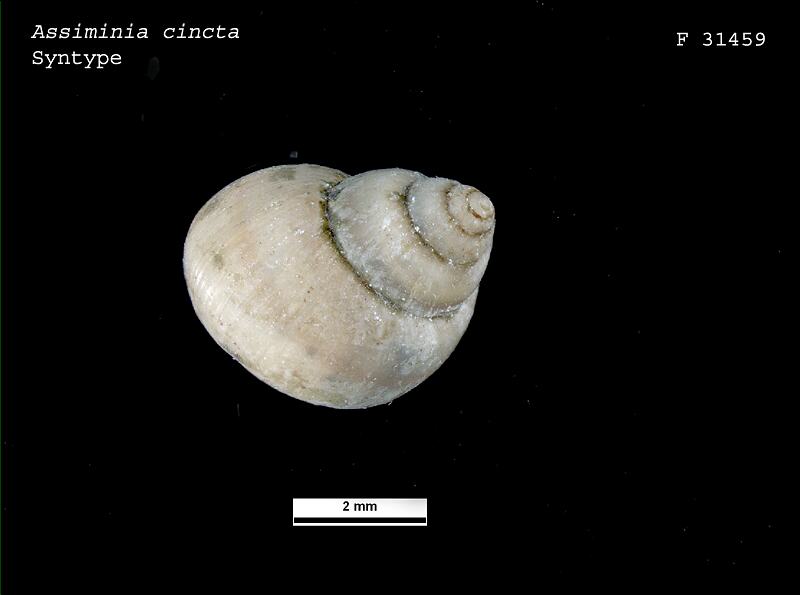 Assiminea cincta Adams, 1861