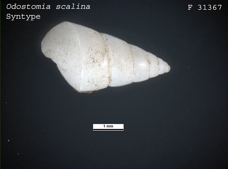 Odostomia scalina Adams, 1860