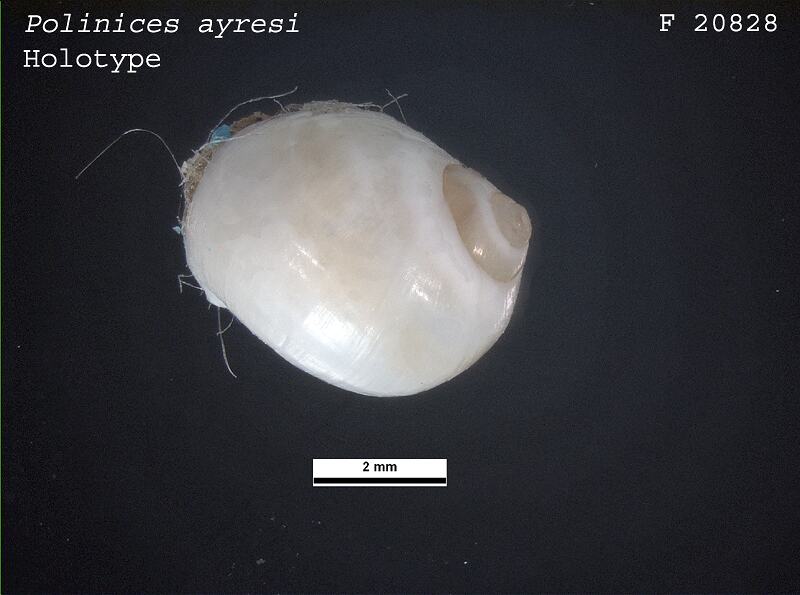 Polinices (Conuber) ayresi Gabriel, 1962