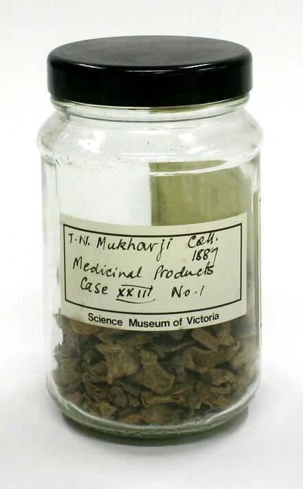 Roots - Banana, Musa paradisiaca, India, 1880s