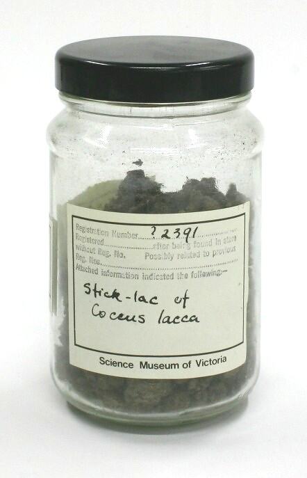 Stick Lac - Coccus lacca, India, 1880s