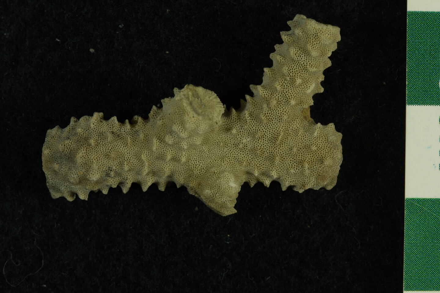 Hallopora ramosa (d'Orbigny)