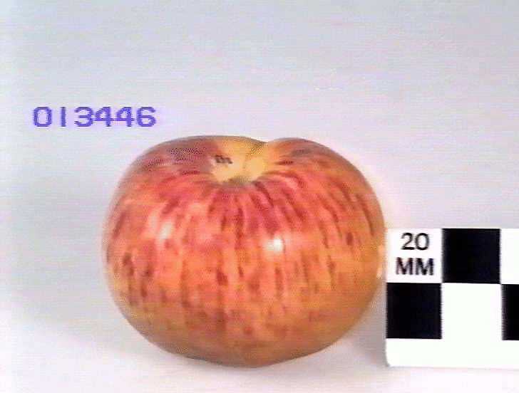 Apple Model - Cox's Pomona, Essendon, 1875