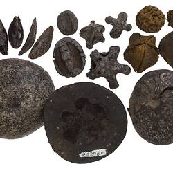 Plesiocapparis prisca F.Muell.