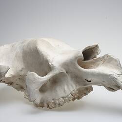 Diprotodon optatum Owen, 1838